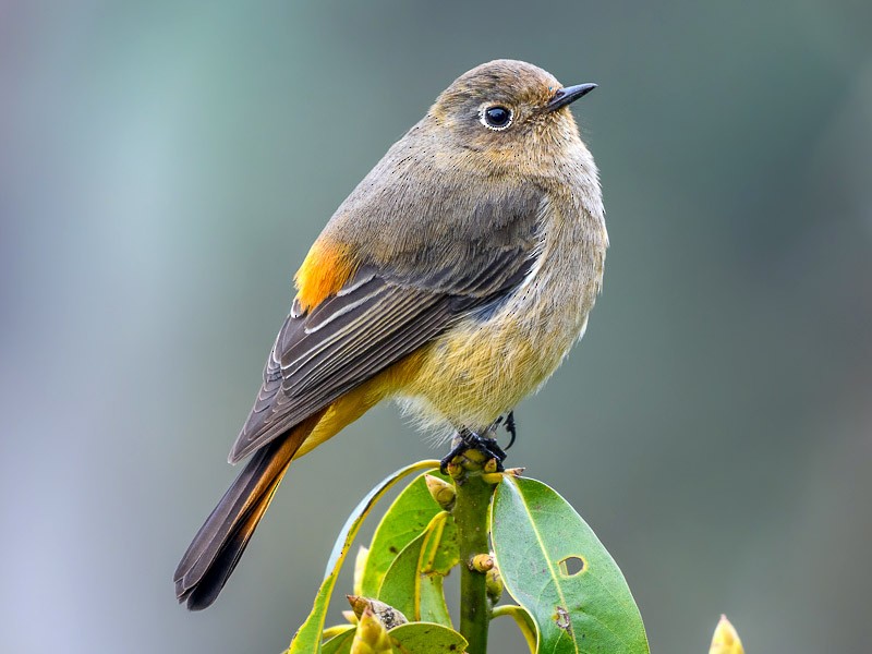 Blue Fronted Redstart
