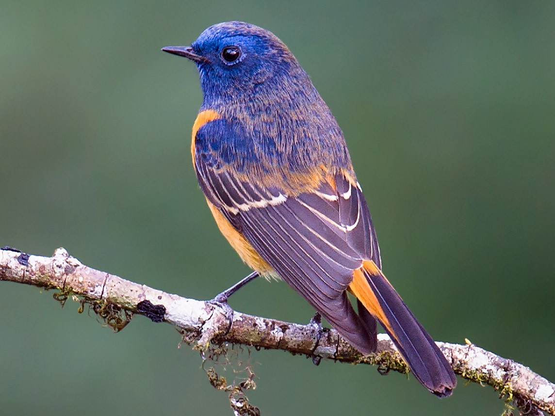 Blue-fronted Redstart - eBird