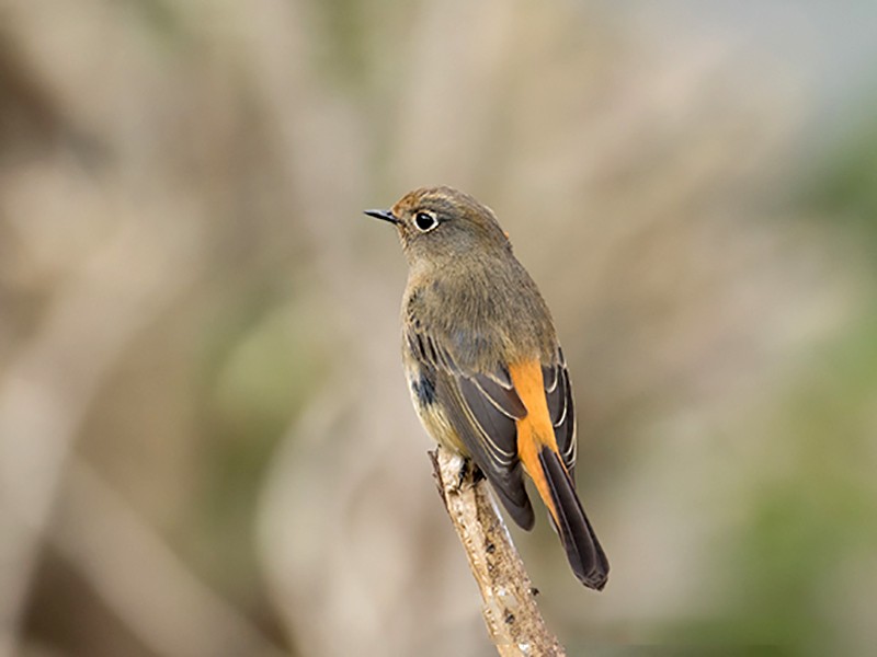 Blue Fronted Redstart
