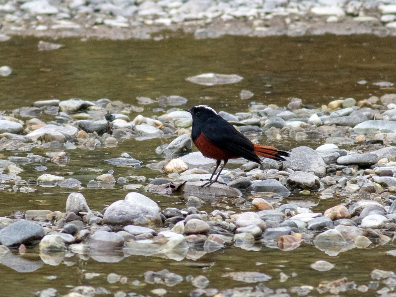 White-capped Redstart - eBird