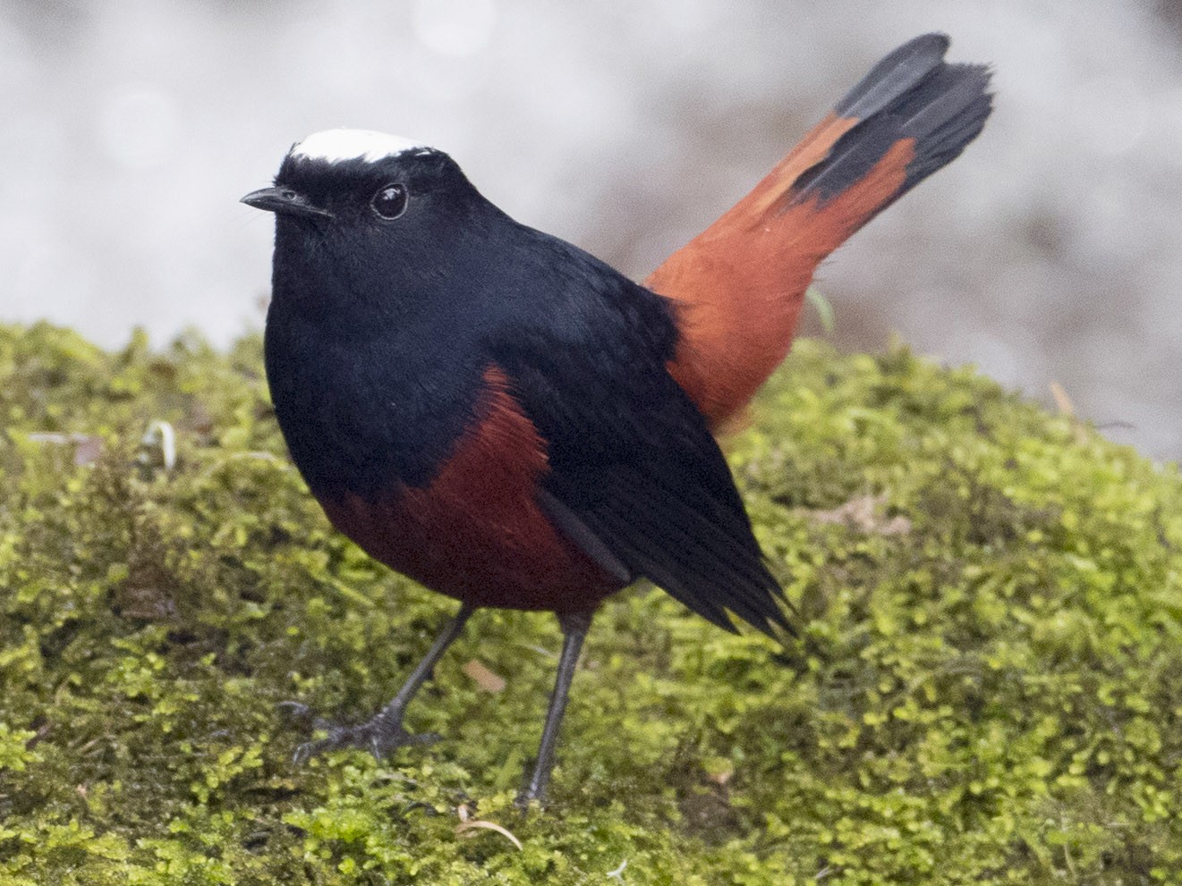 White-capped Redstart - eBird
