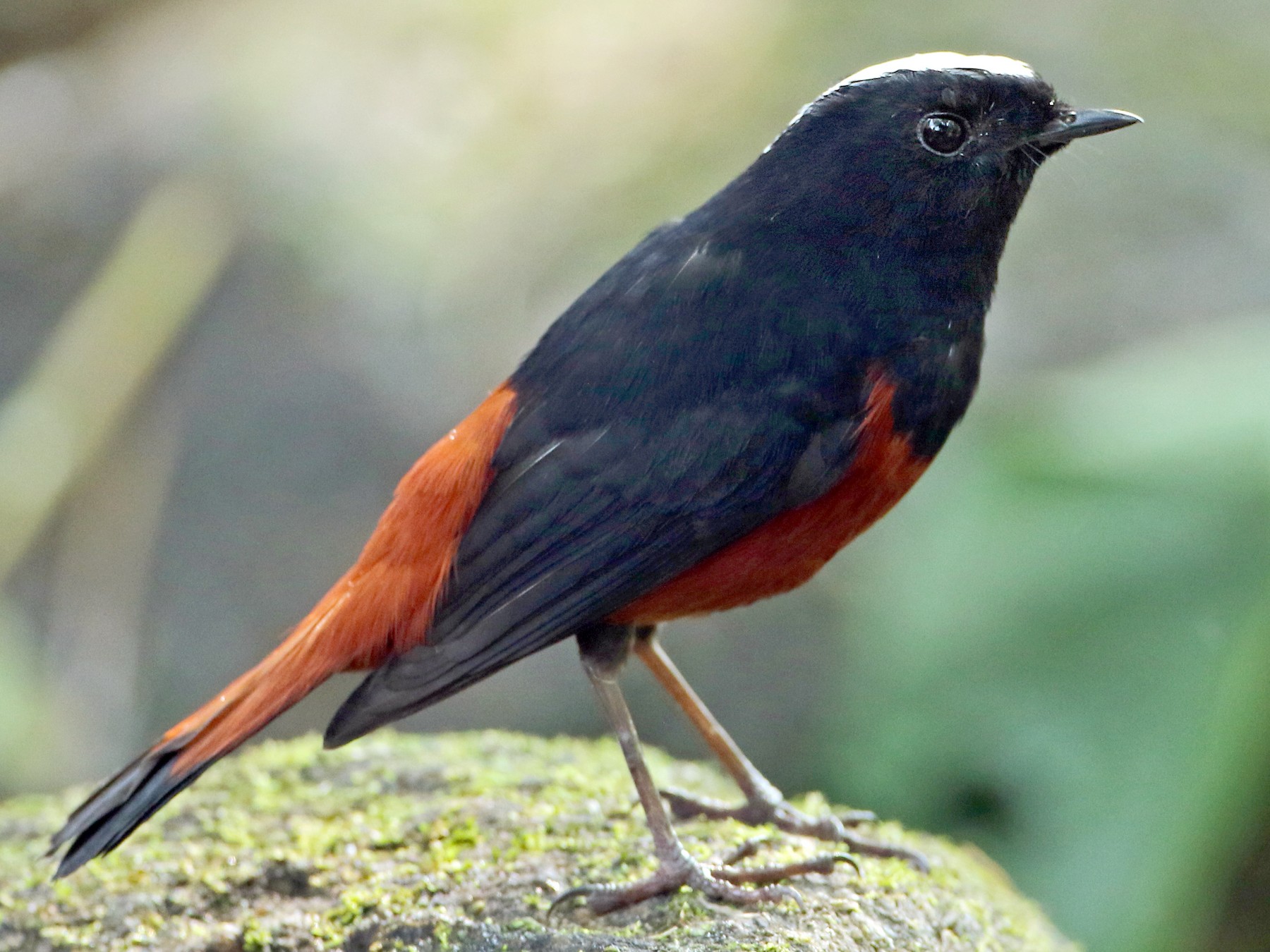 White-capped Redstart - eBird