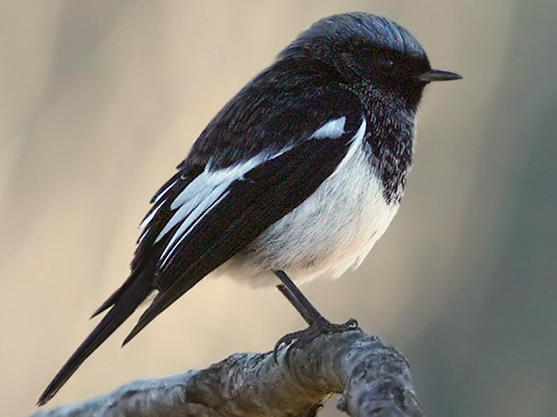 Blue-capped Redstart - eBird