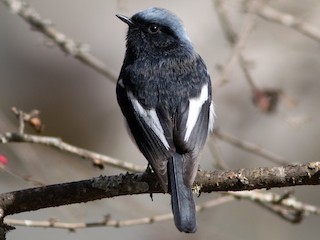 Blue-capped Redstart - eBird