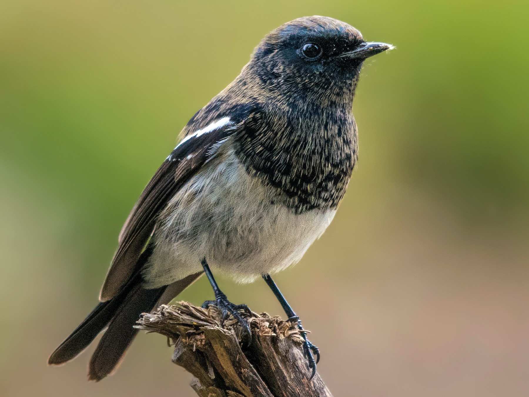 Blue-capped Redstart - eBird
