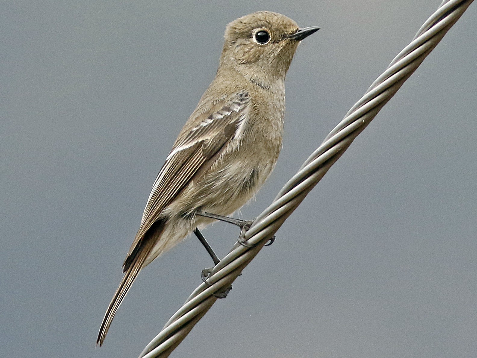 Blue-capped Redstart - eBird