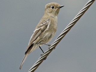 Blue-capped Redstart - eBird