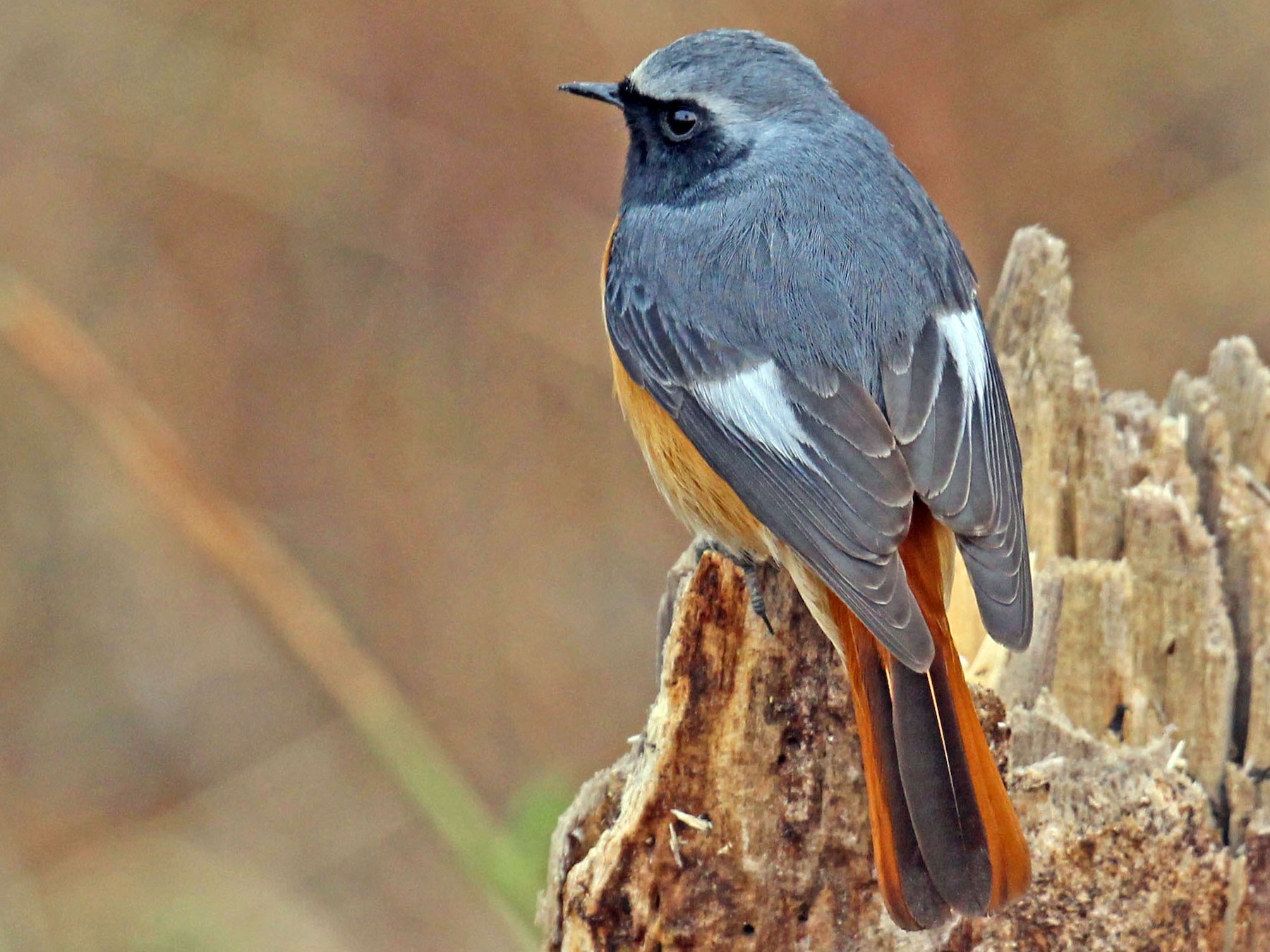 Hodgson's Redstart - eBird