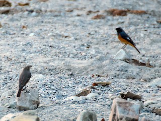 Hodgson's Redstart - eBird