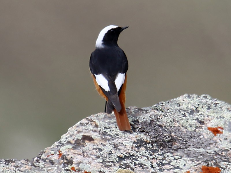 White-winged Redstart - eBird