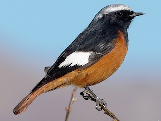 White-winged Redstart - eBird