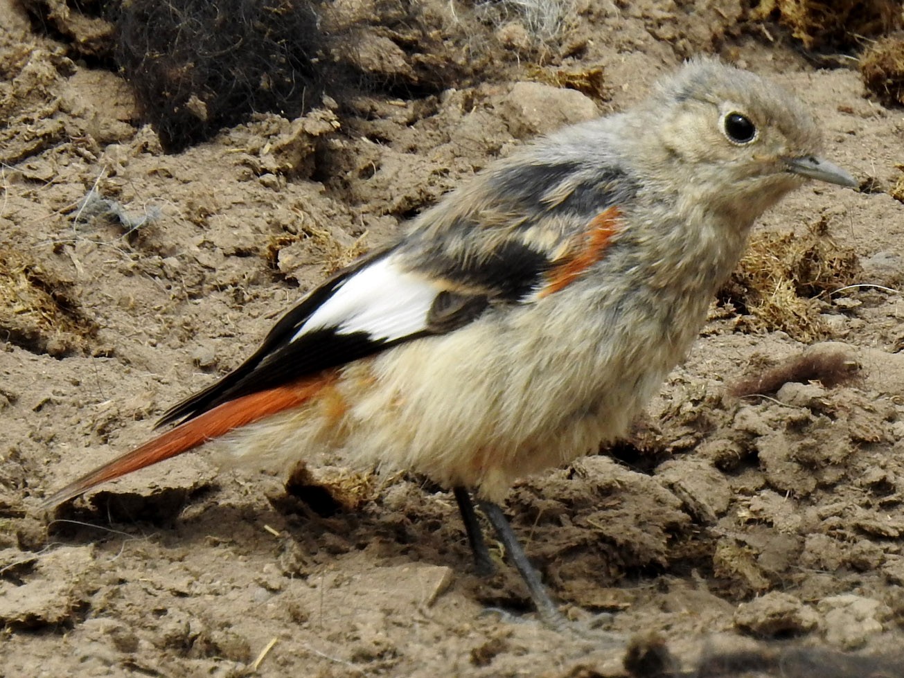 White-winged Redstart - eBird