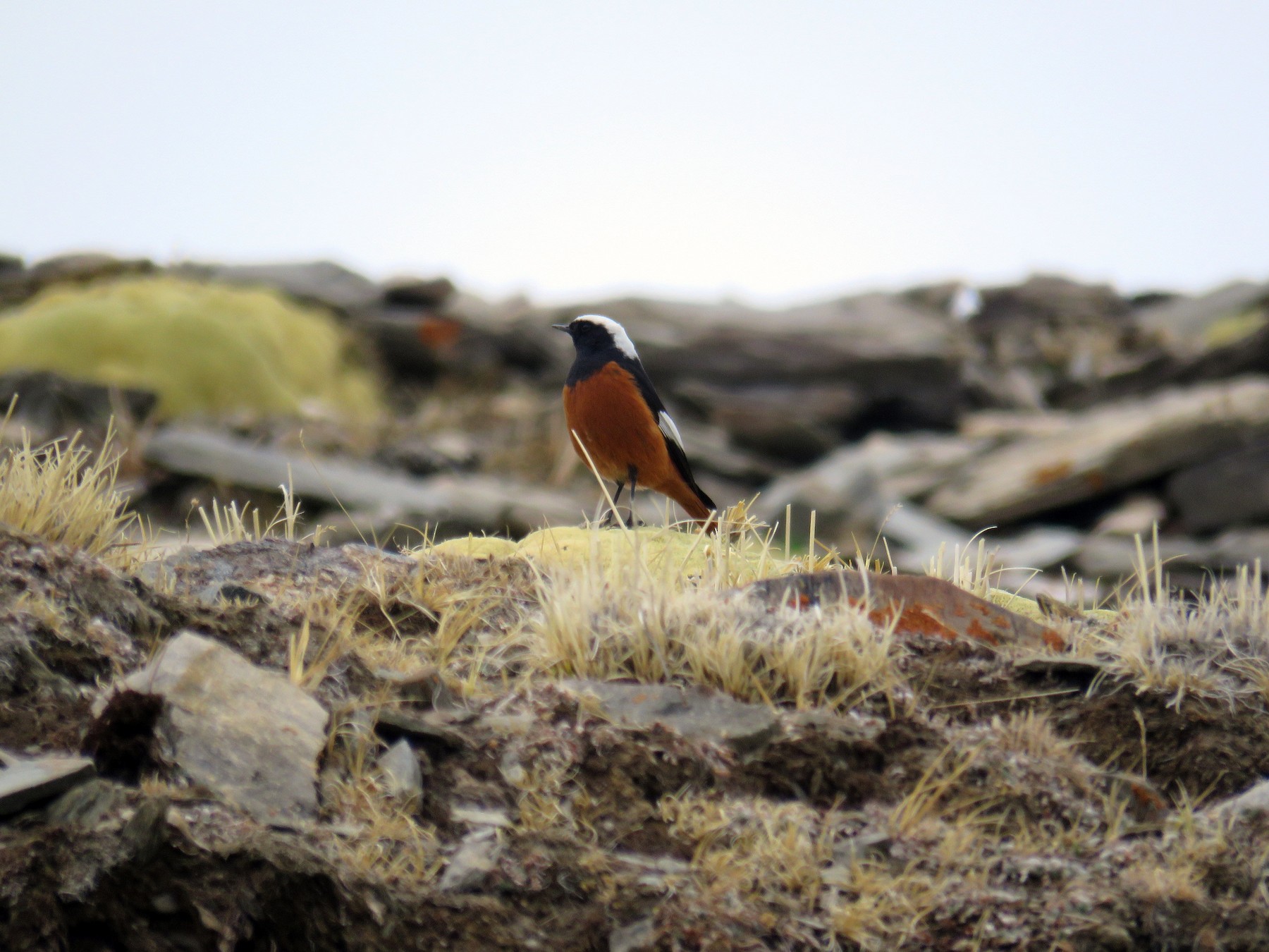 White-winged Redstart - eBird