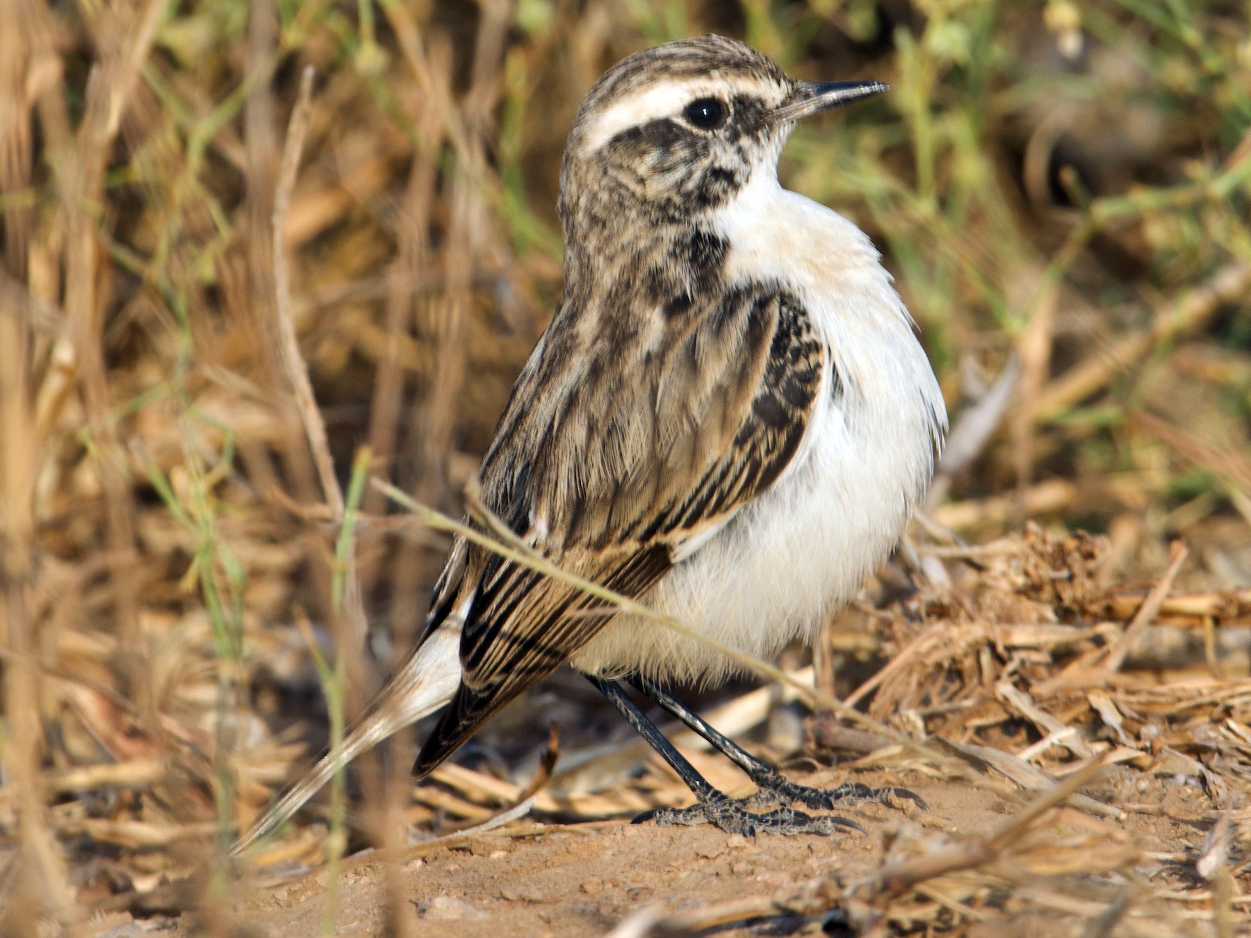 White-browed Bushchat - eBird