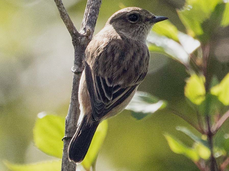 White-tailed Stonechat - eBird