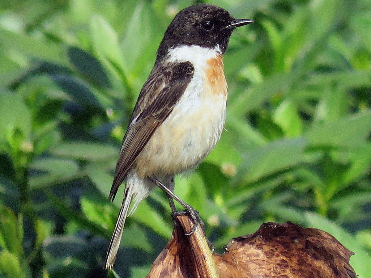 White-tailed Stonechat - Saxicola leucurus - Birds of the World