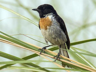 White-tailed Stonechat - eBird