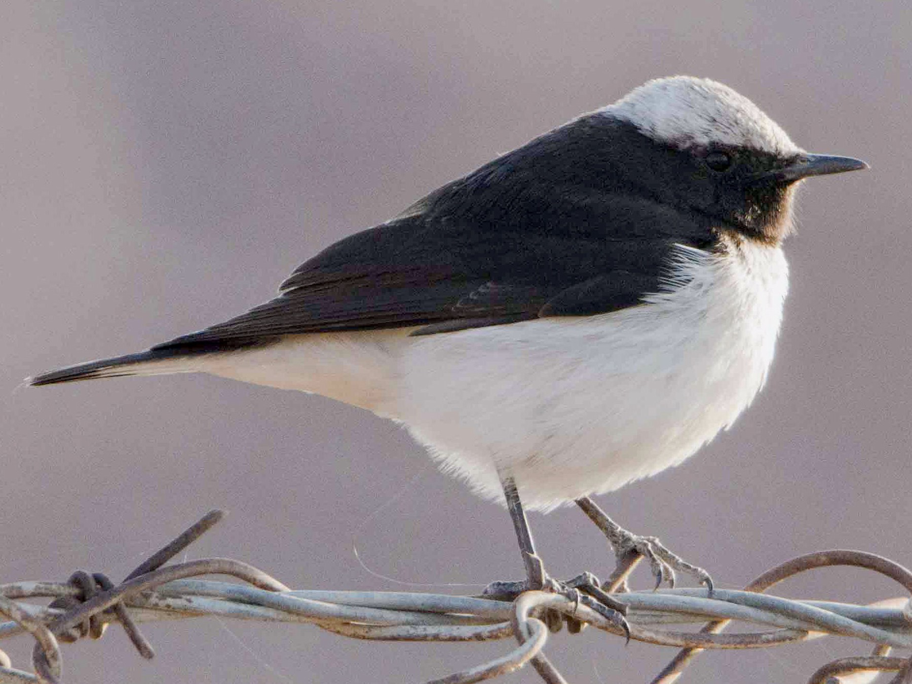 Variable Wheatear - eBird
