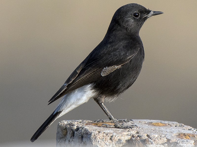 Variable Wheatear - eBird