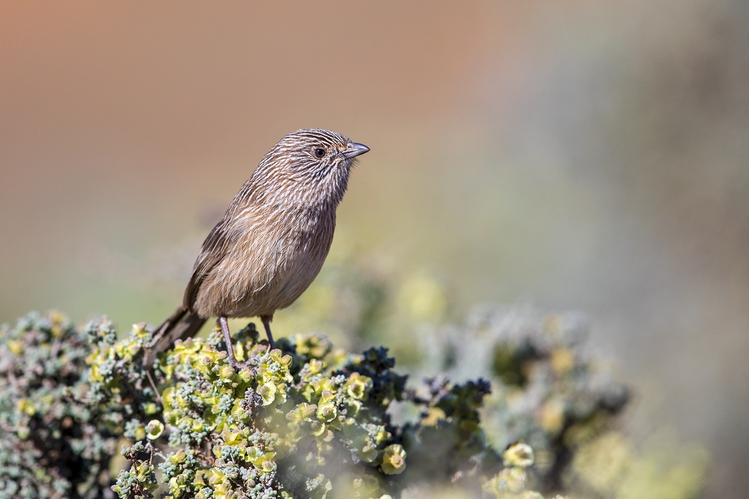Western Grasswren (Gawler Ranges) - eBird