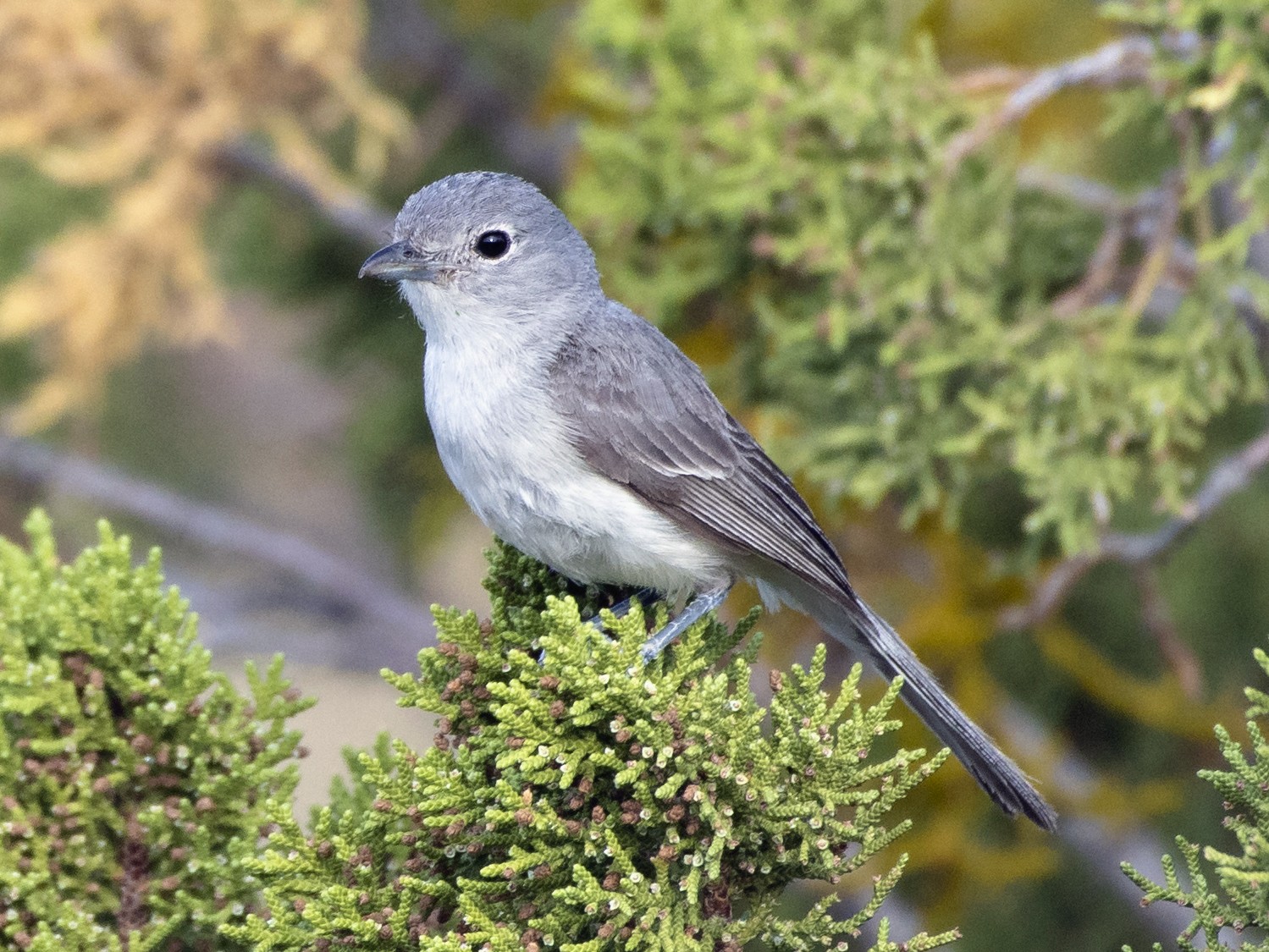 Gray Vireo - eBird