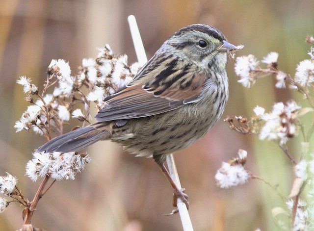 Swamp Sparrow Behavior Swamp Sparrow Melospiza Georgiana Birds