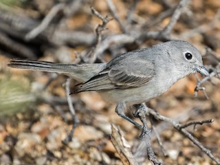Gray Vireo Ebird