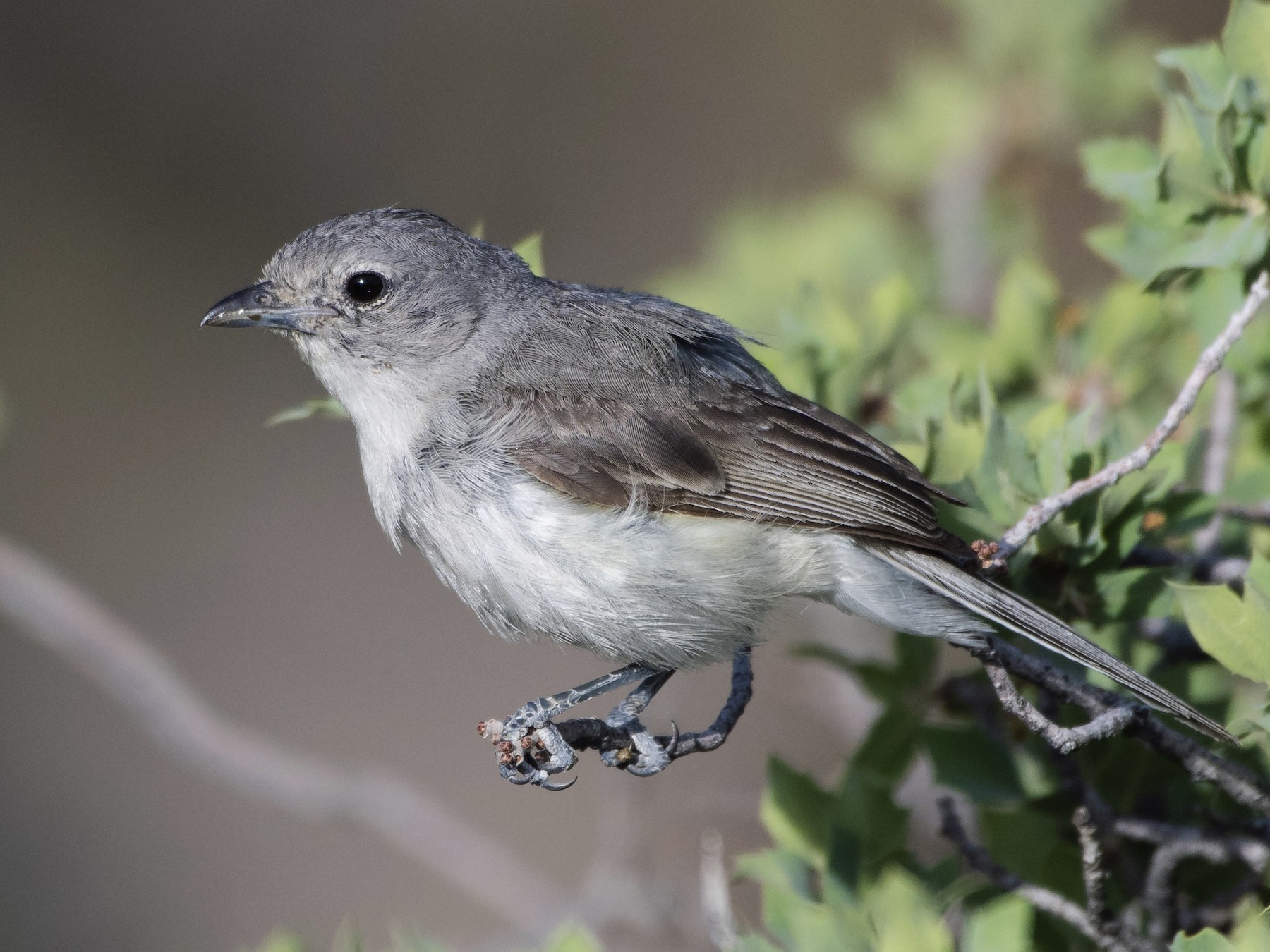 Gray Vireo - eBird
