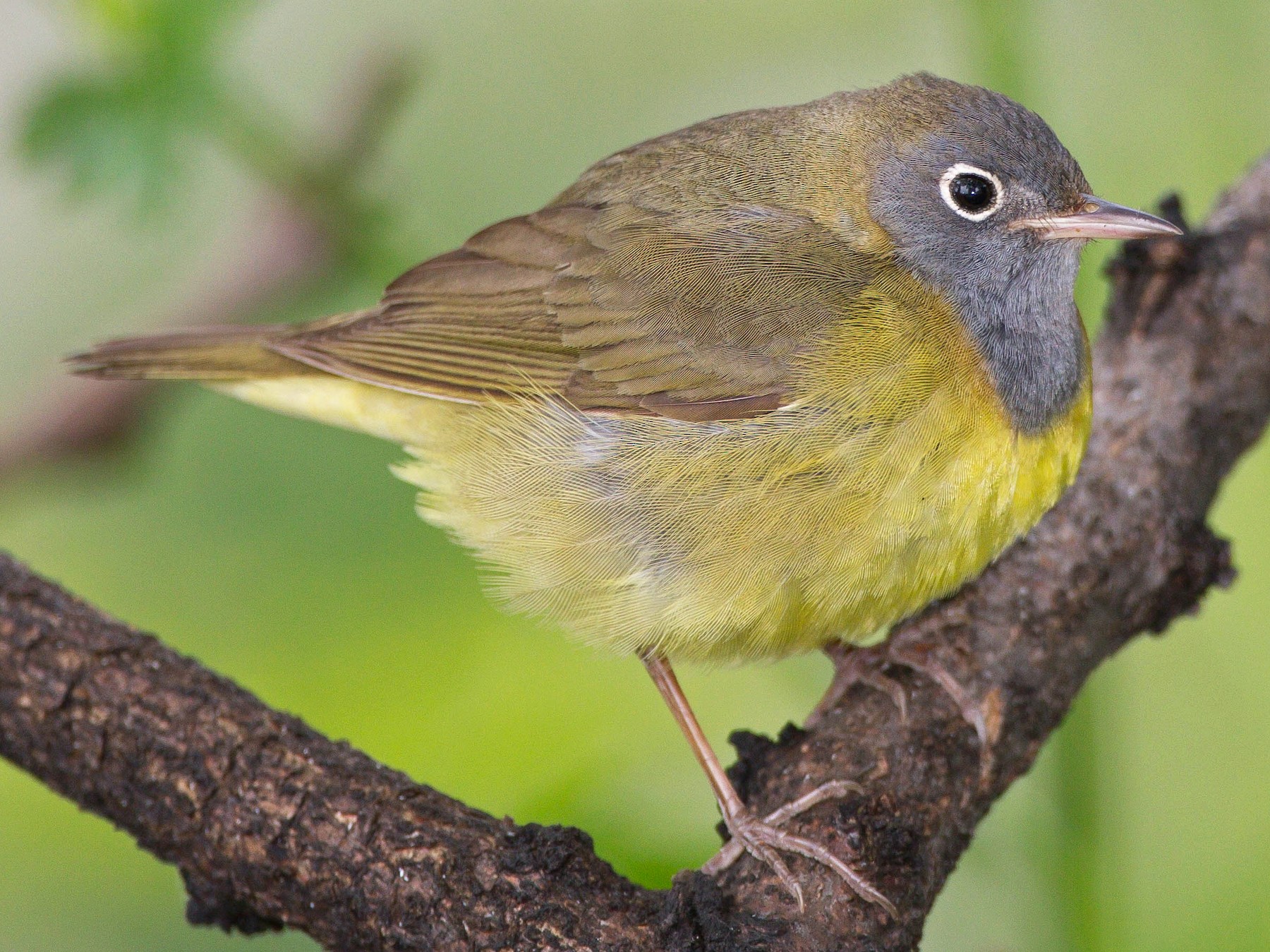 Connecticut Warbler - eBird