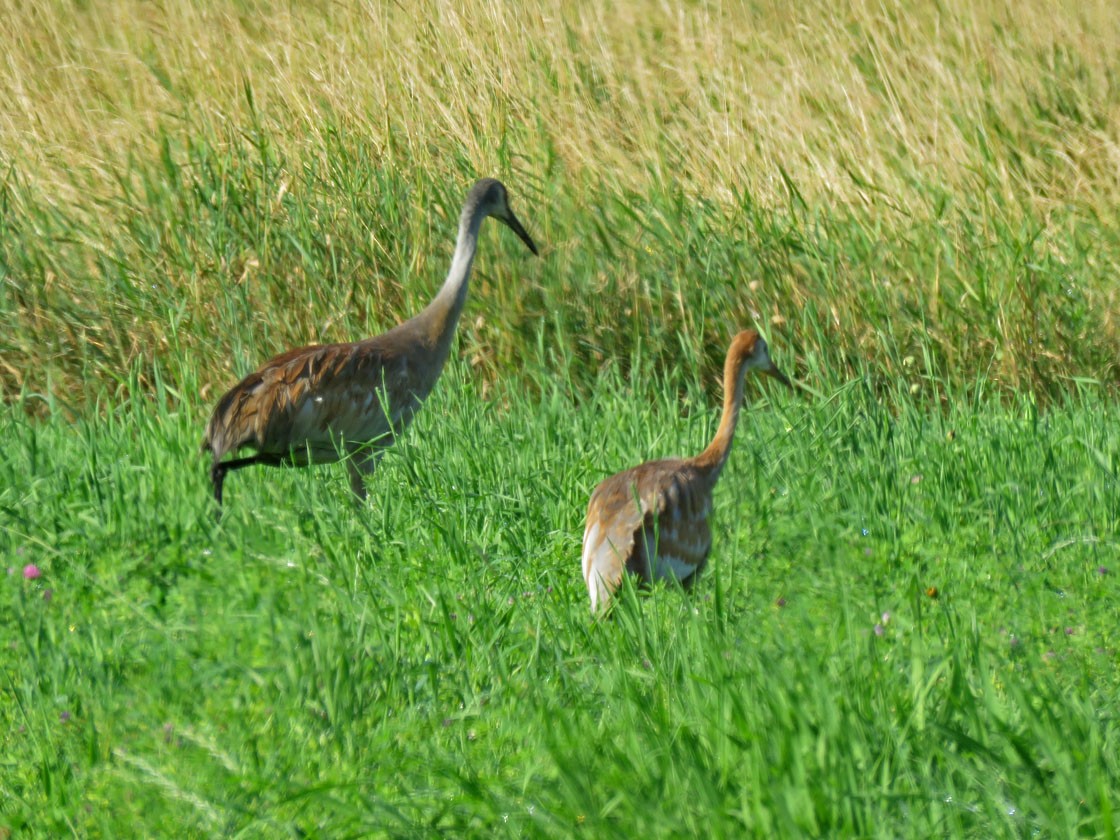 Wisconsin Breeding Bird Atlas Checklist - 6 Aug 2019 - Big Island Road ...