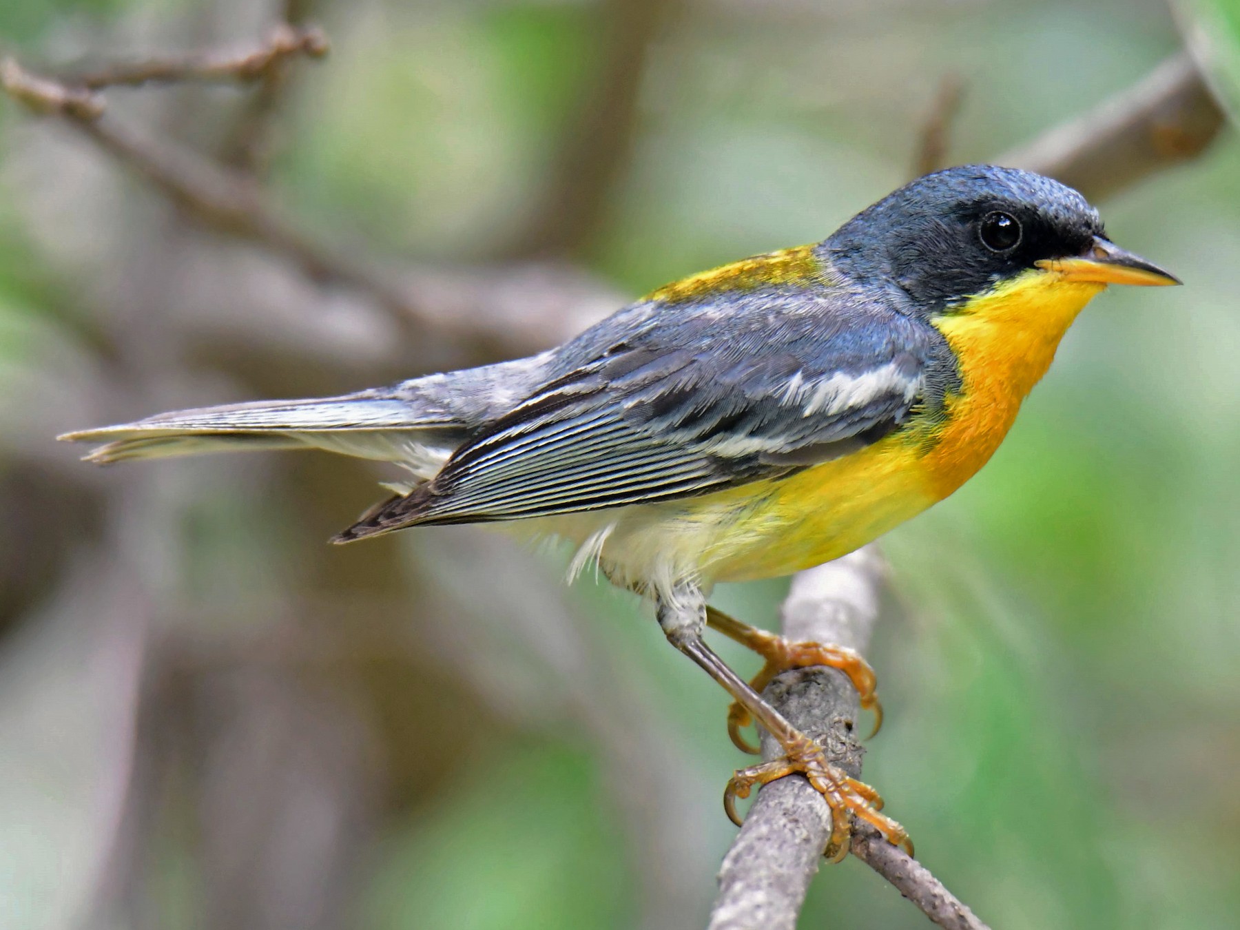 Tropical Parula - eBird
