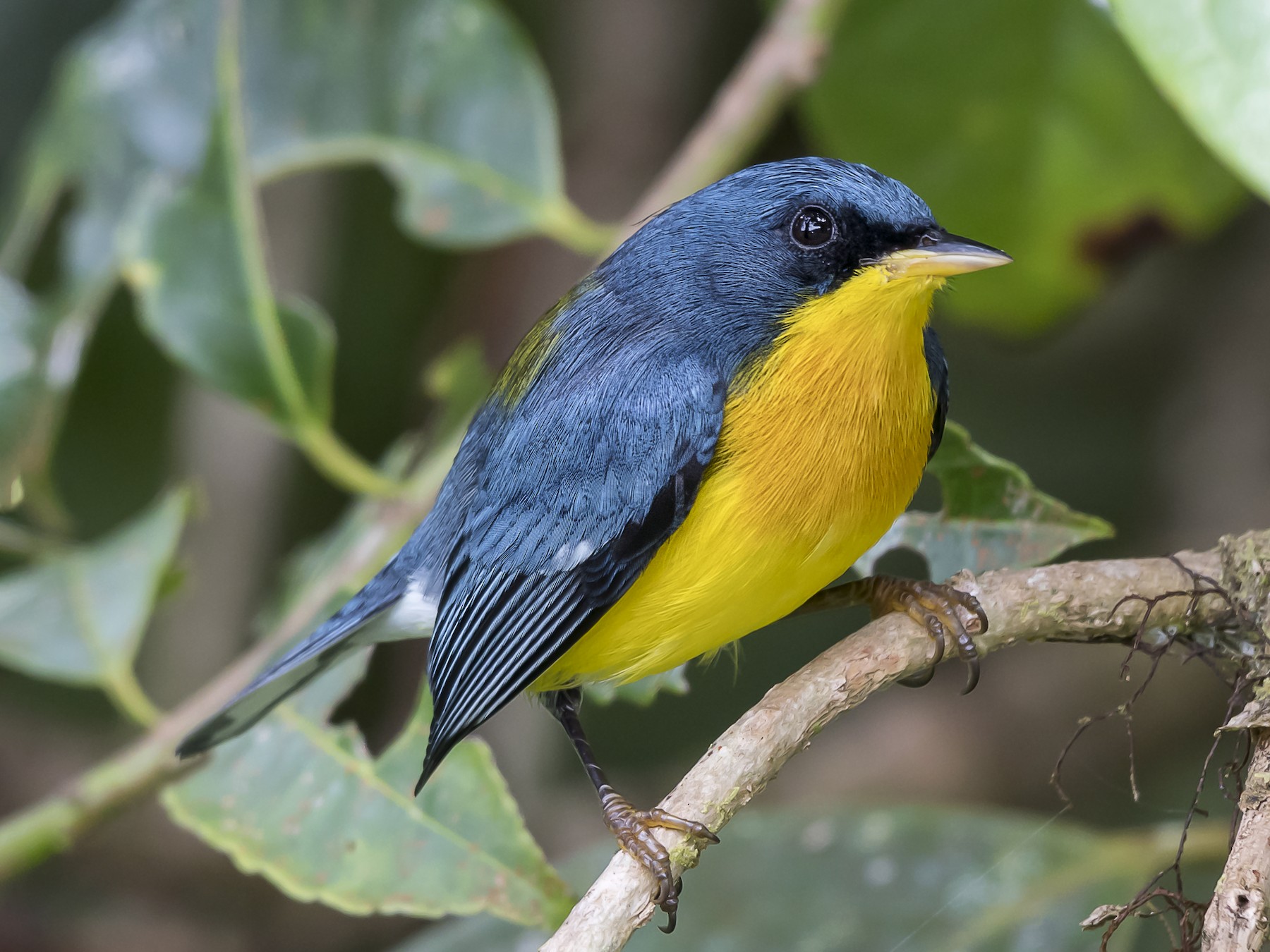 Tropical Parula - eBird