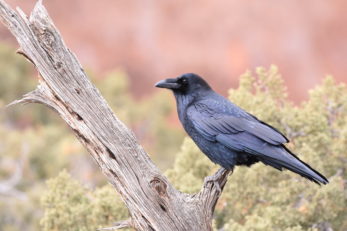 Common Raven - Corvus corax - Media Search - Macaulay Library and eBird