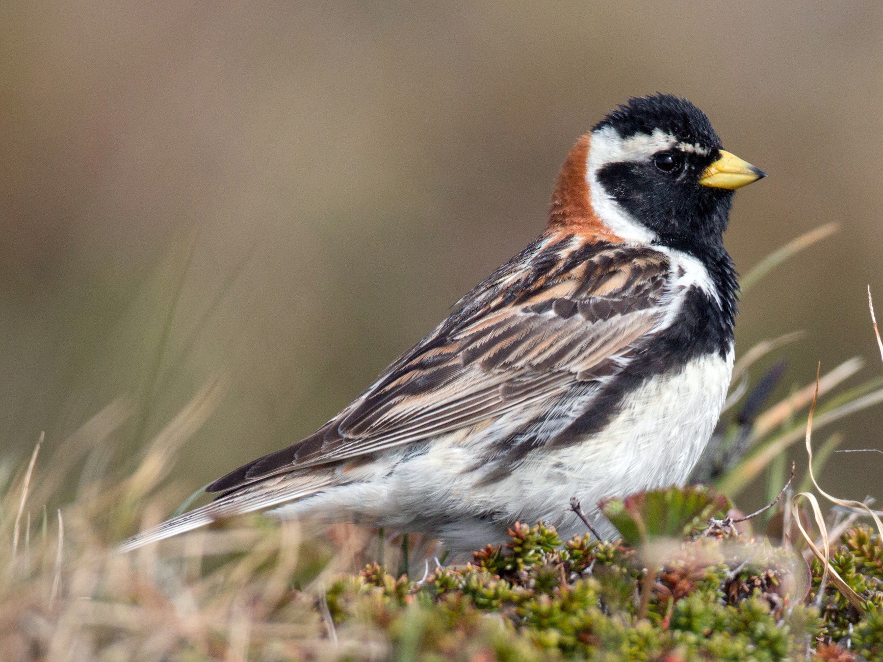 Lapland Longspur - eBird