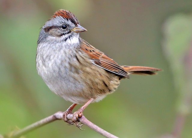 Swamp Sparrow Behavior Swamp Sparrow Melospiza Georgiana Birds
