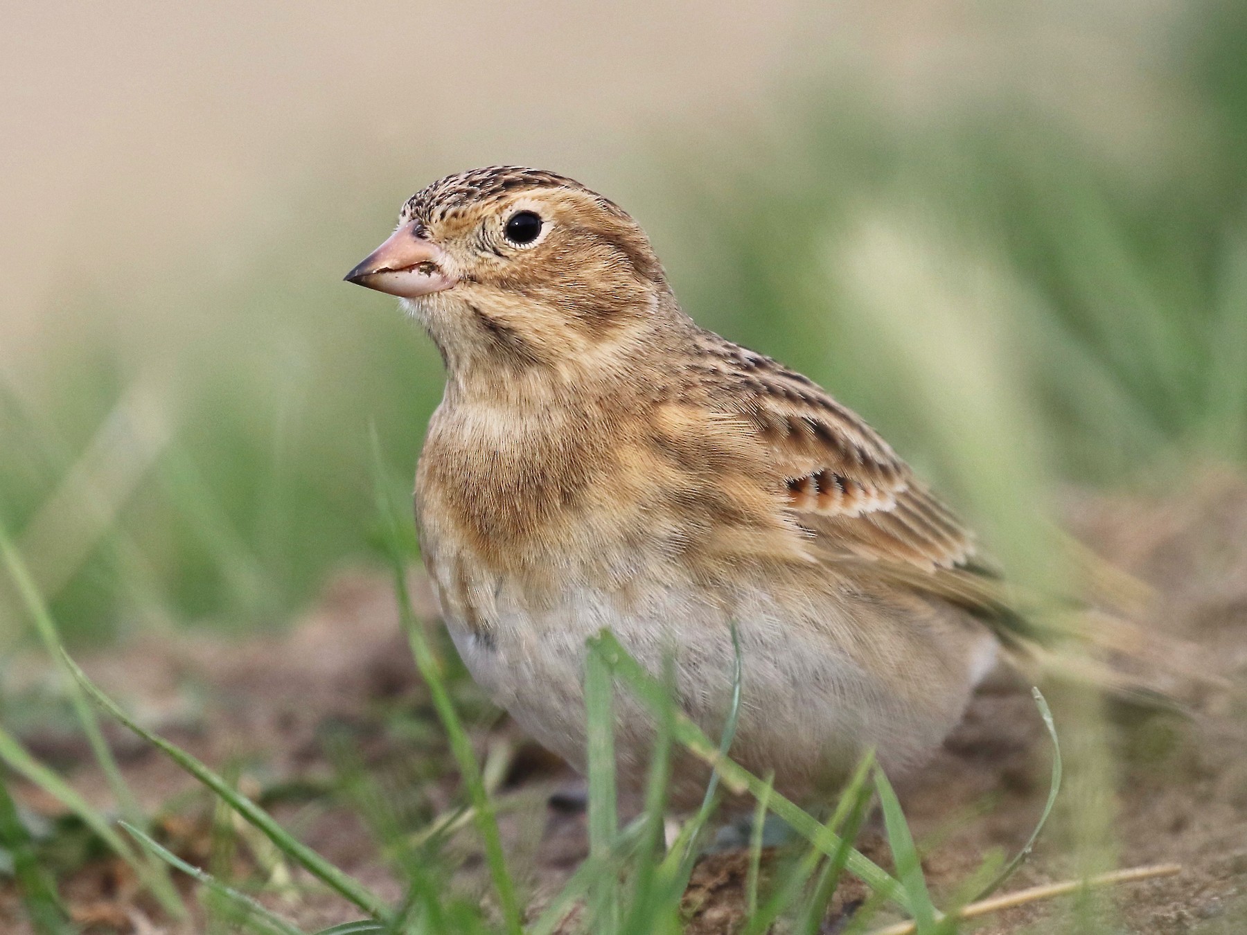 Thick-billed Longspur - eBird