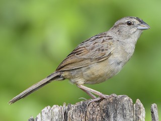 Botteri's Sparrow - eBird