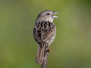 Botteri's Sparrow - eBird