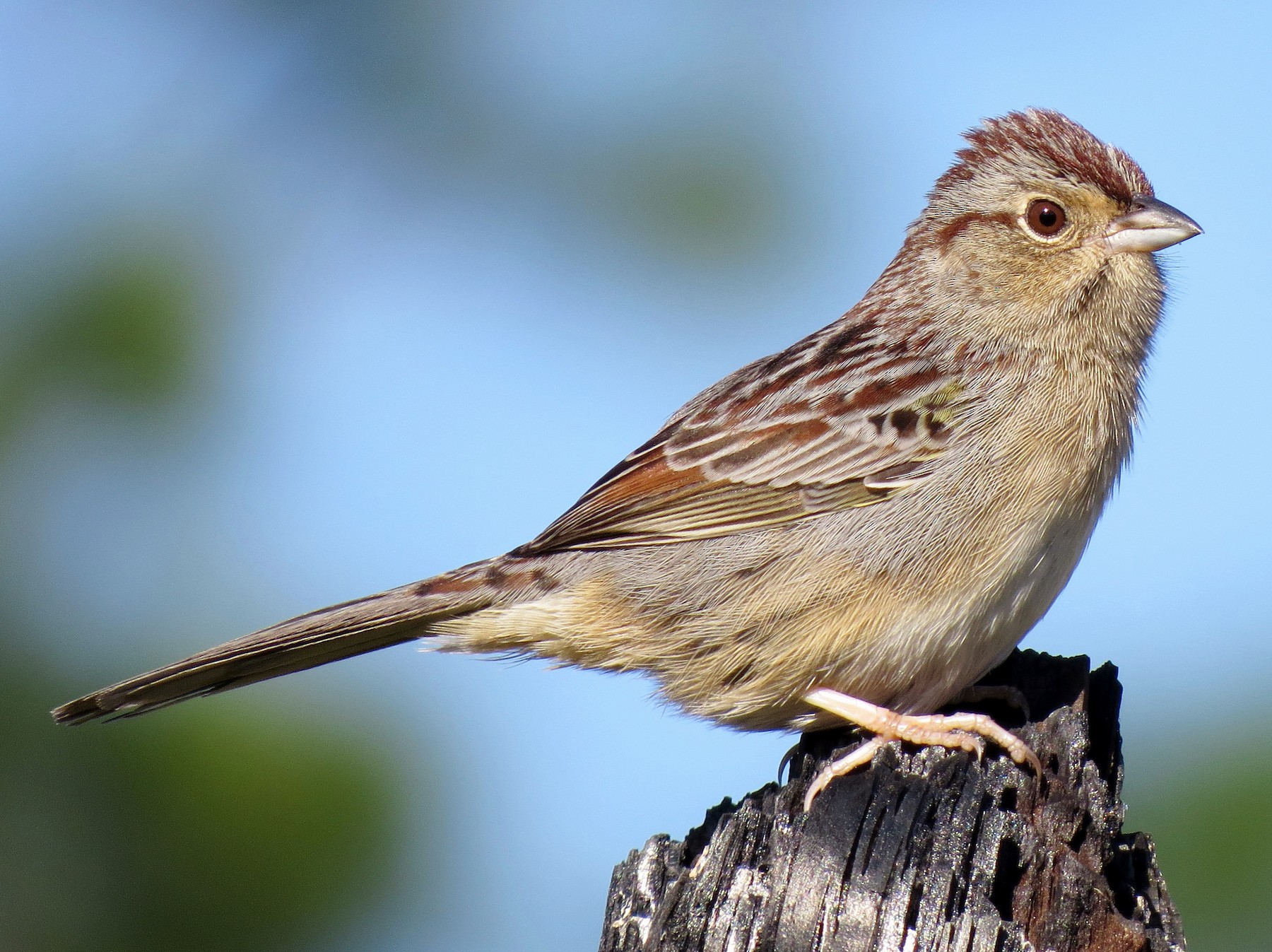 Bachman's Sparrow - eBird