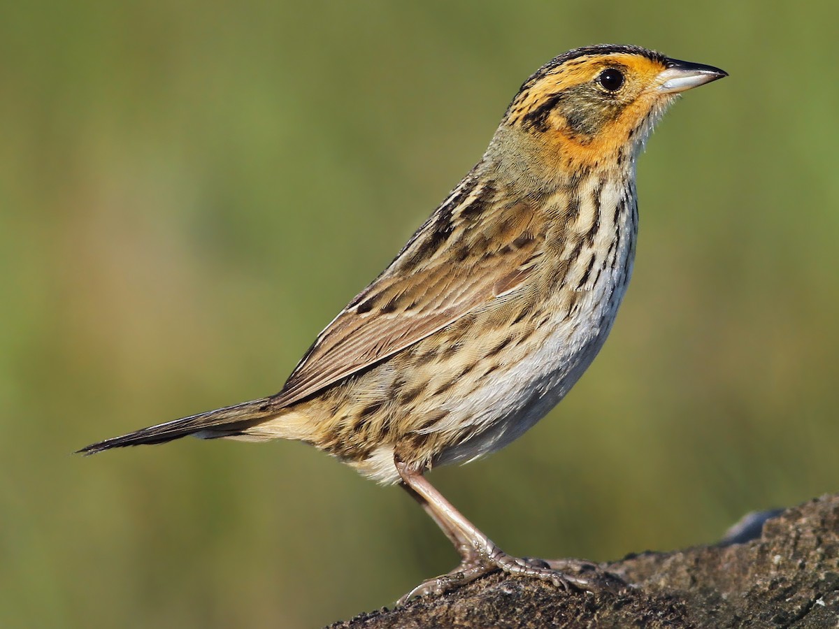 Rhode Island Species Overview | BirdWise ID Quizzes