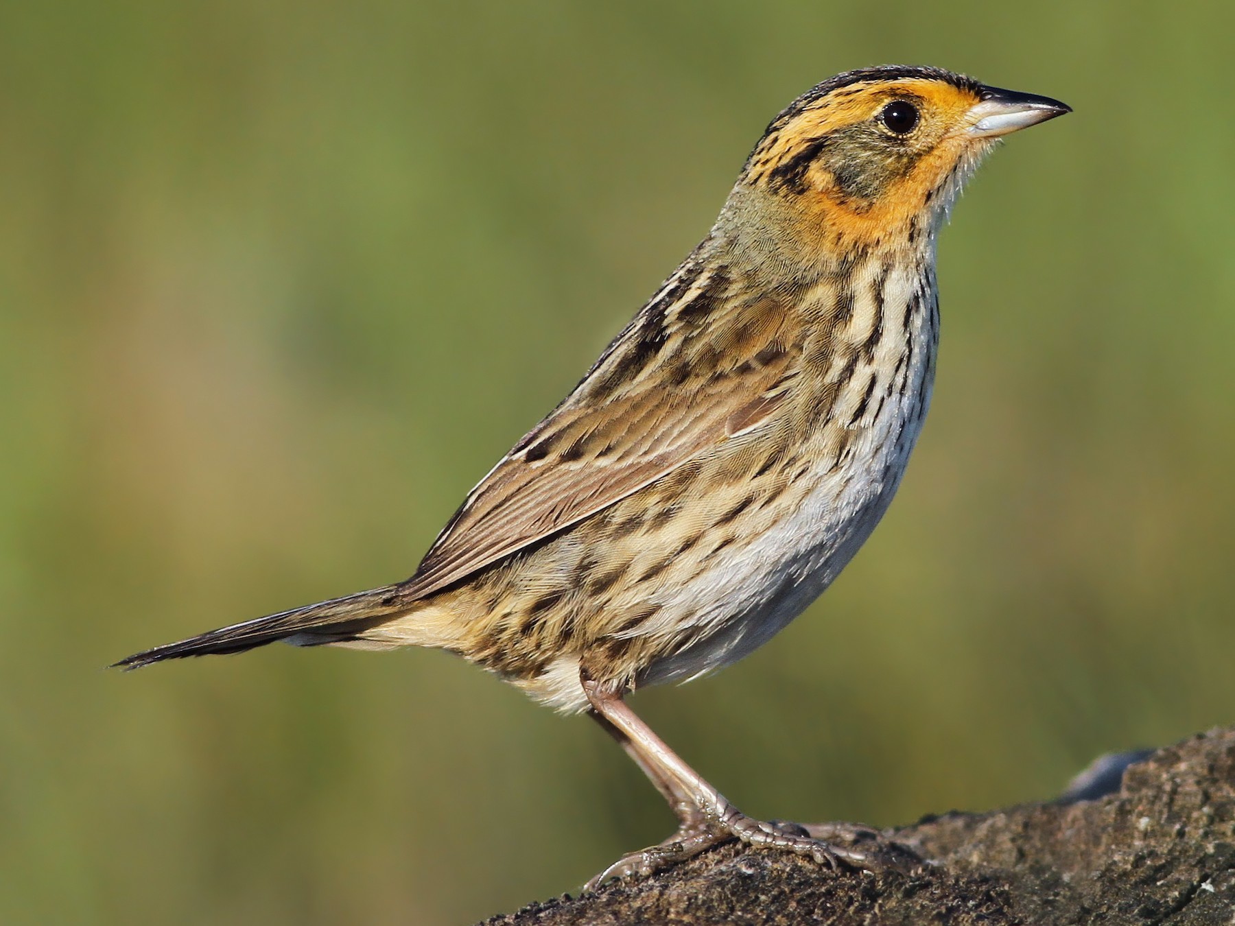Saltmarsh Sparrow - eBird