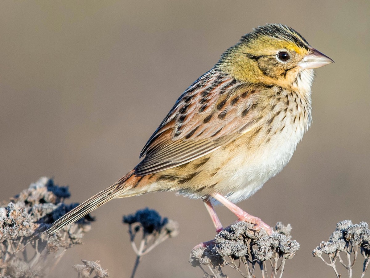 Iowa Species Overview | BirdWise ID Quizzes