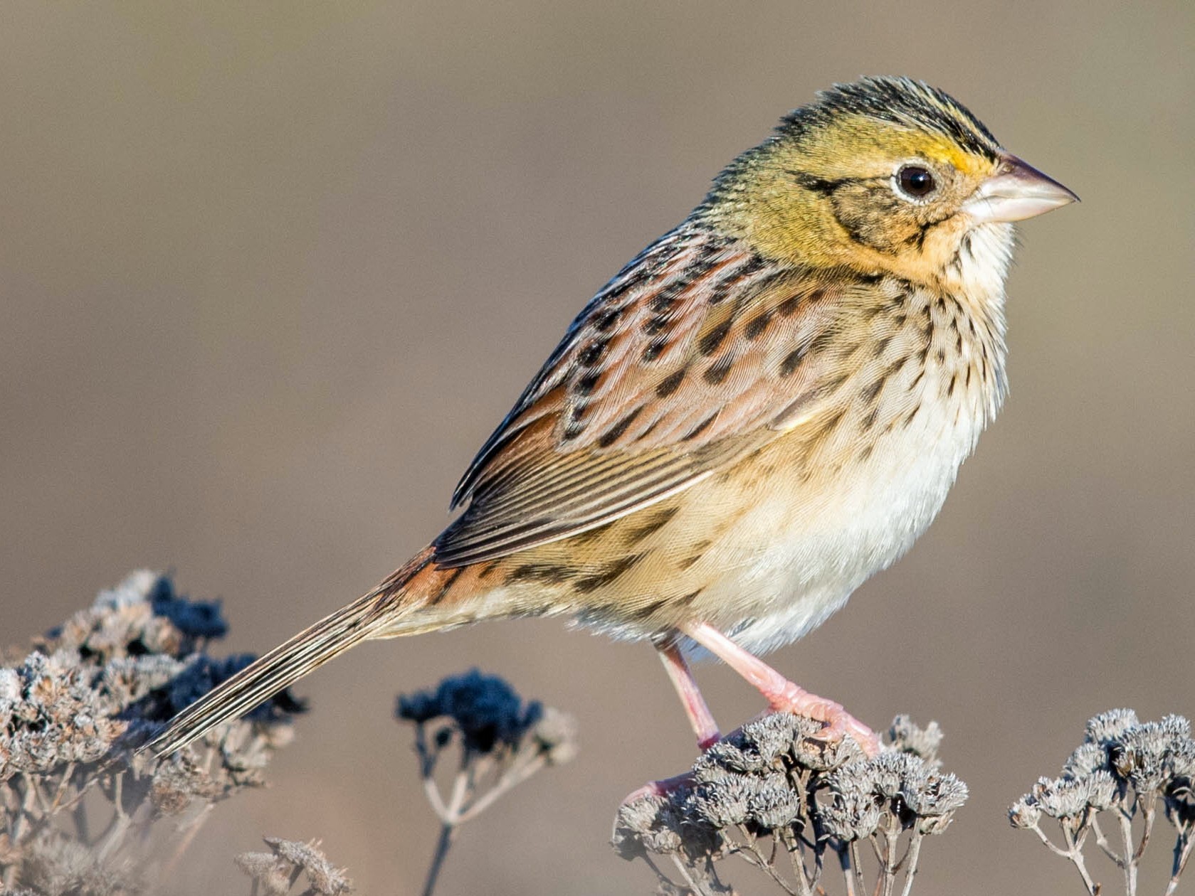 Henslow's Sparrow - eBird