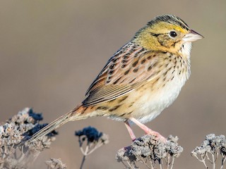 Henslow's Sparrow - eBird