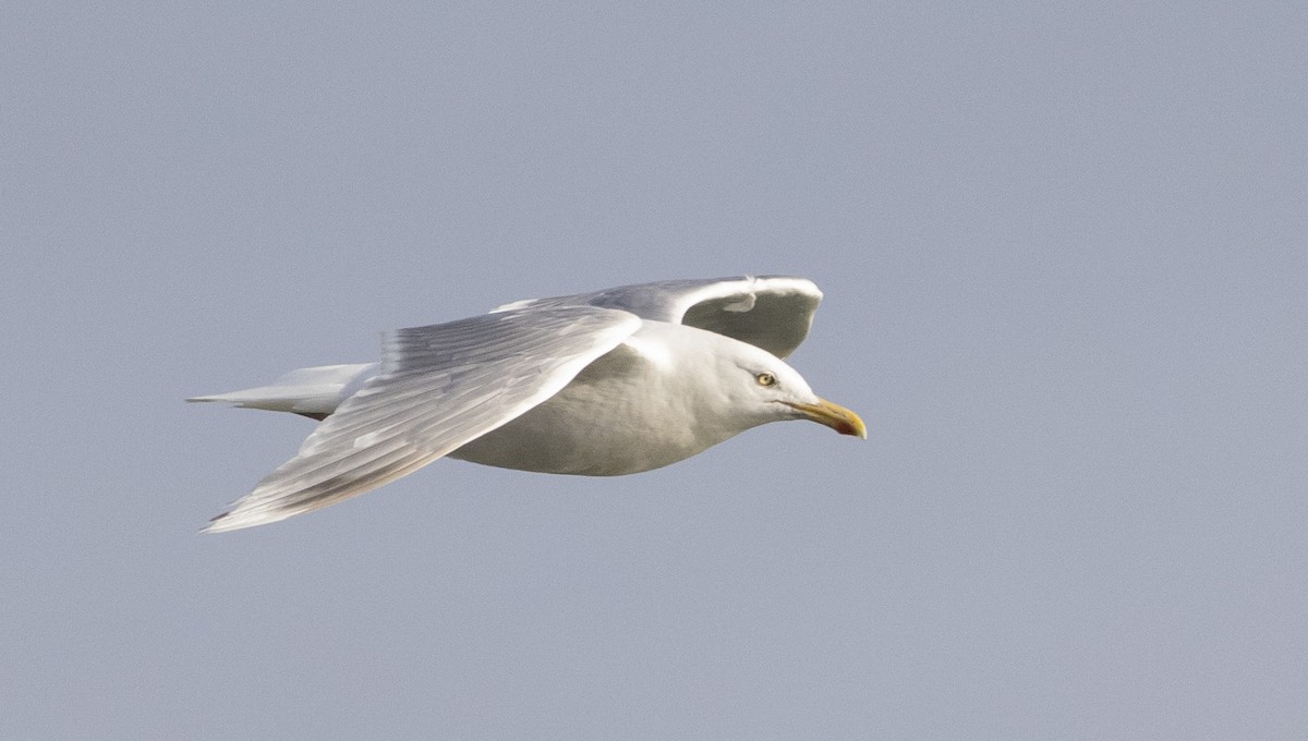European Herring x Glaucous Gull (hybrid) - eBird