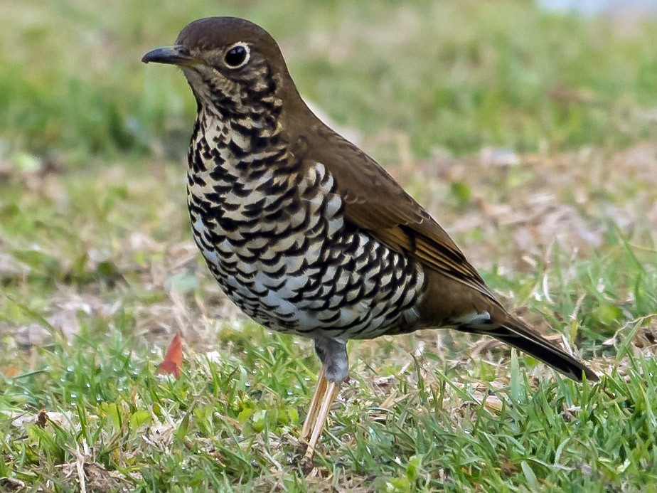 Zorzal Dorsiliso del Himalaya - eBird