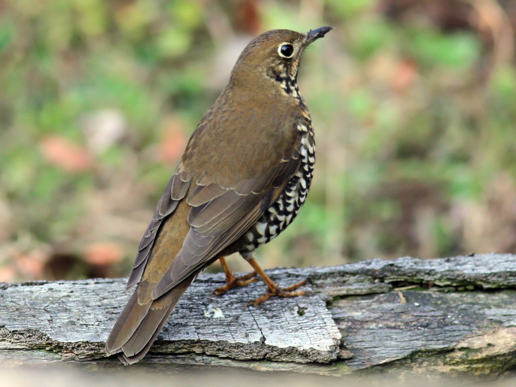 Alpine Thrush - eBird