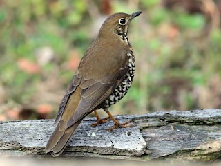 Alpine Thrush - eBird