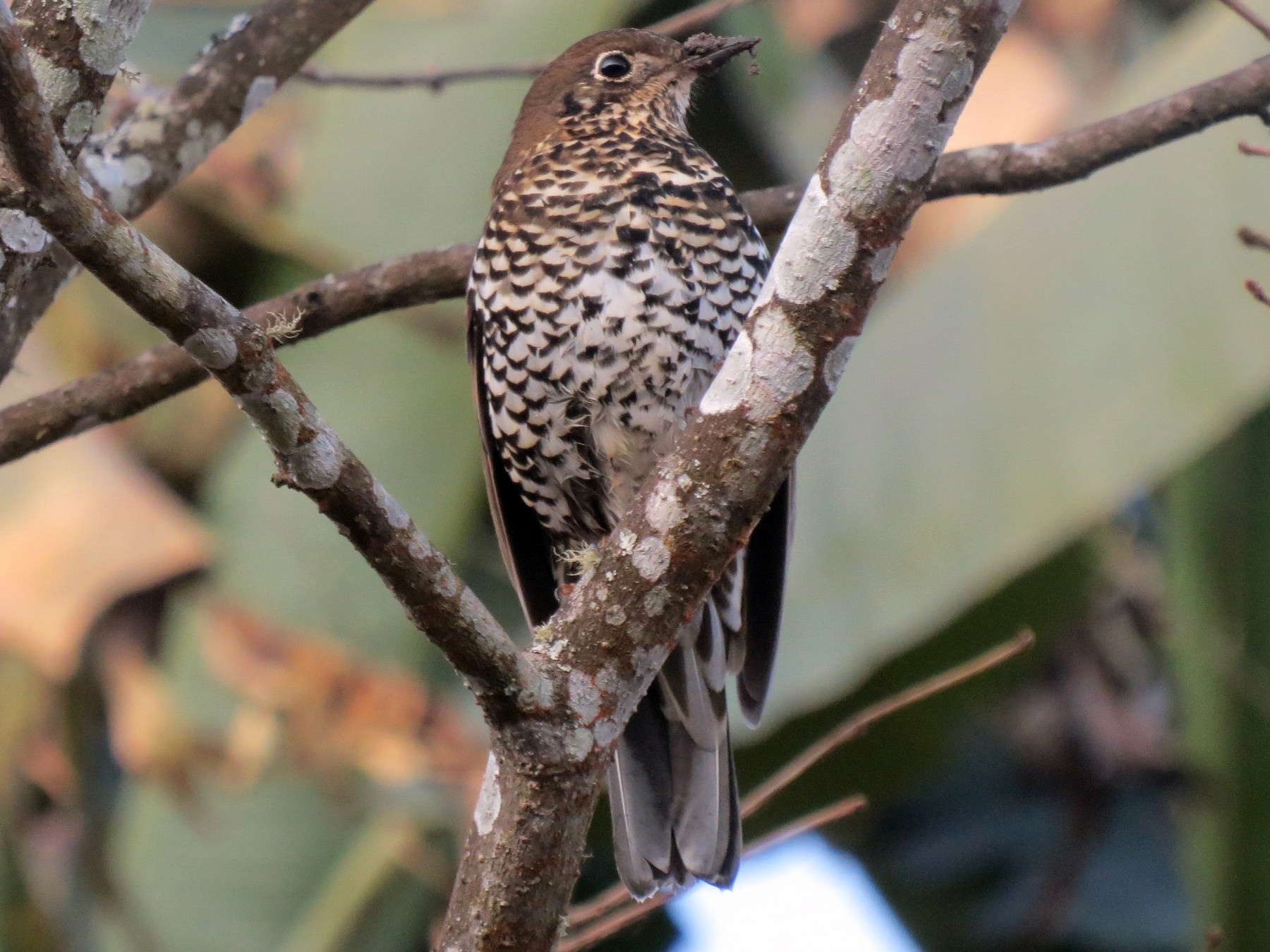 Zorzal Dorsiliso del Himalaya - eBird