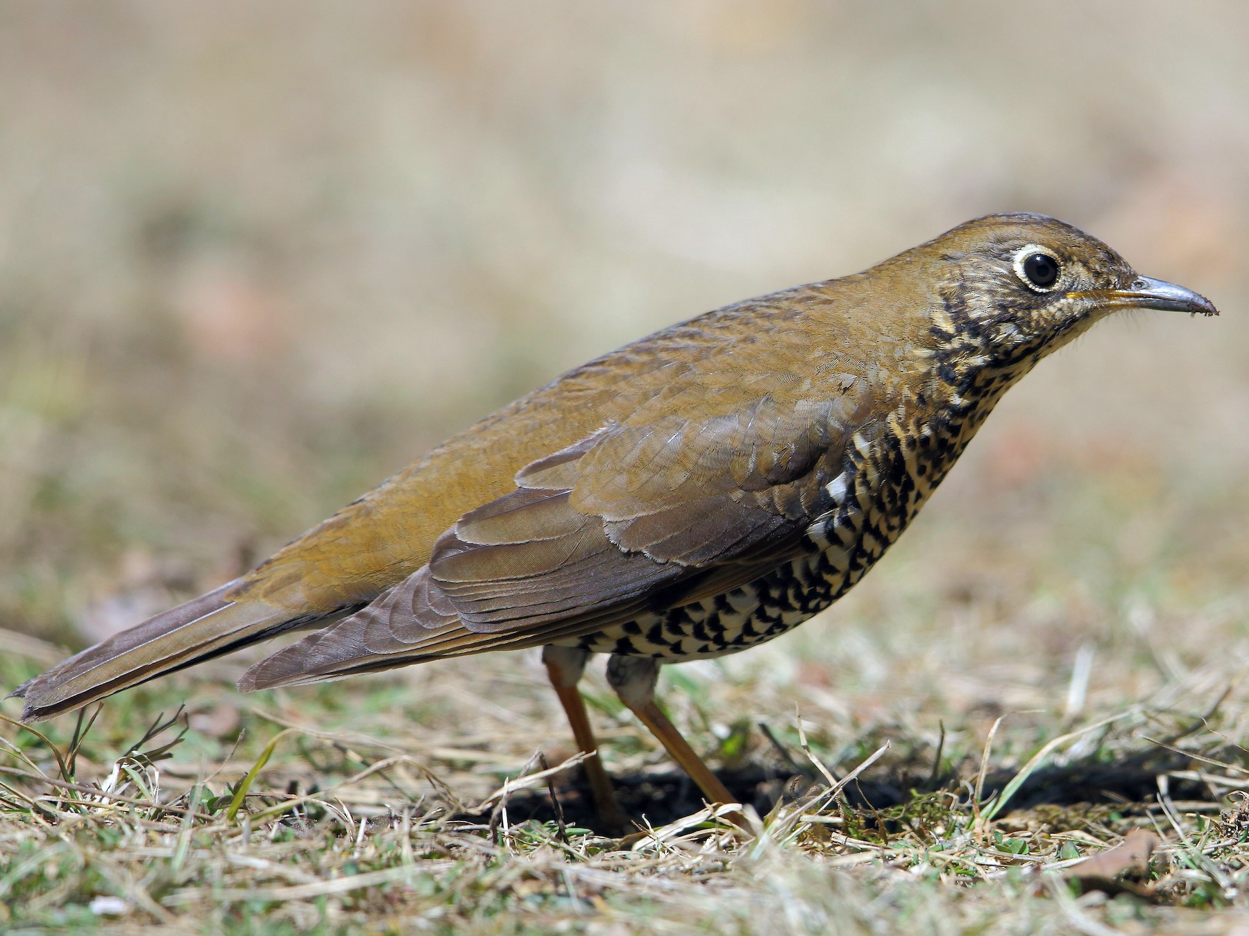 Alpine Thrush - eBird